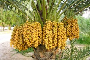 Dates Farming in India – Planting, Processing and Harvesting